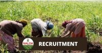 NALDA Recruitment 2021 for 30,000 Graduates | www.nalda.ng