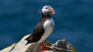 What is it Like to Have a Pet Puffin?