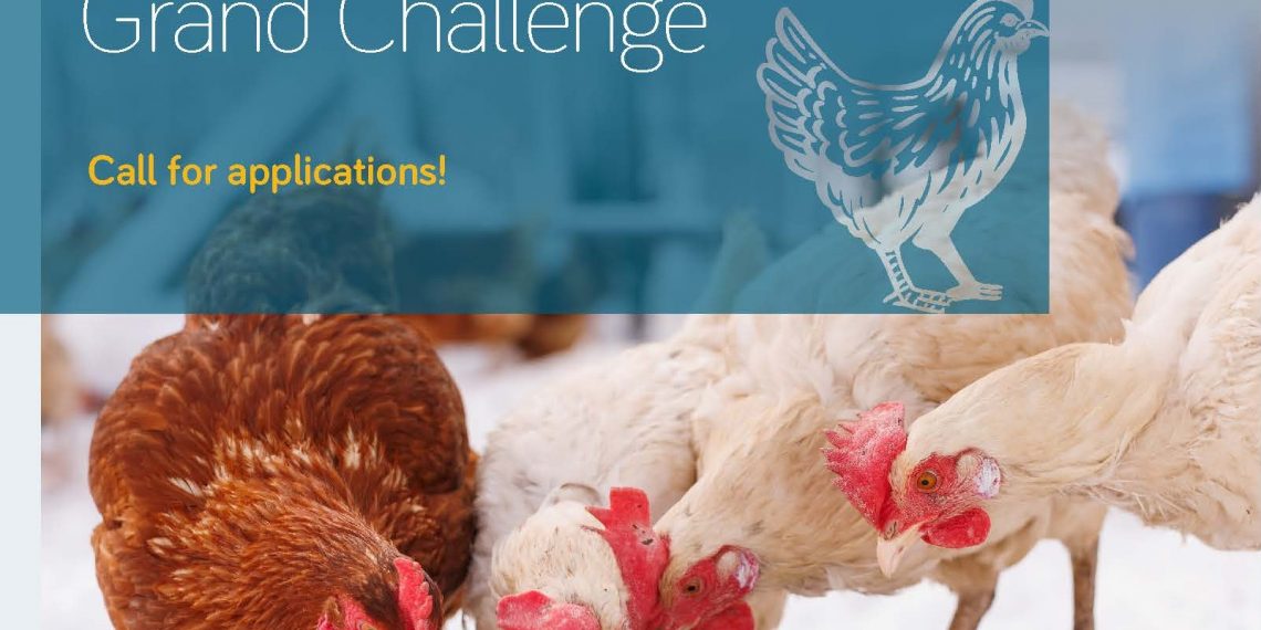 AECF SAPI Feed Accelerator: Up To $20,000 For Poultry Feed Innovations